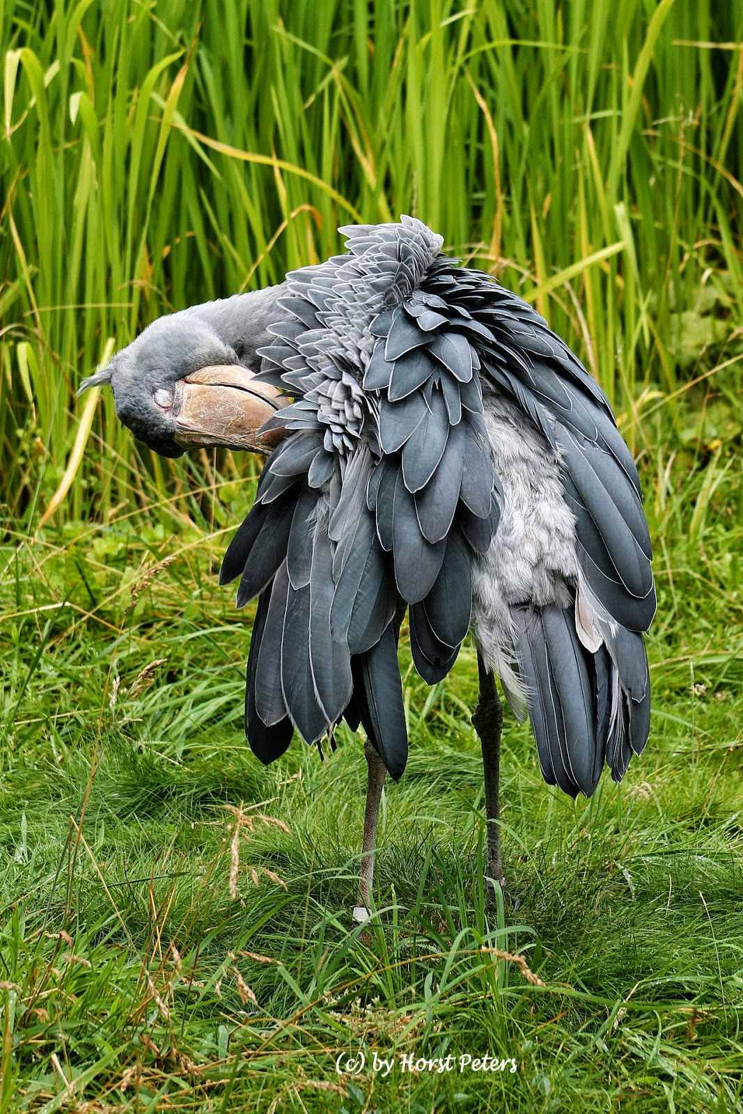 SHOEBILL photos - wallpapers (ανανεωμένο) | the fun bank
