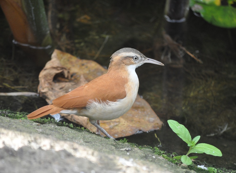 ZOOTOGRAFIANDO (6.100 ANIMALS): HORNERO ALBAÑIL / PACIFIC HORNERO ...