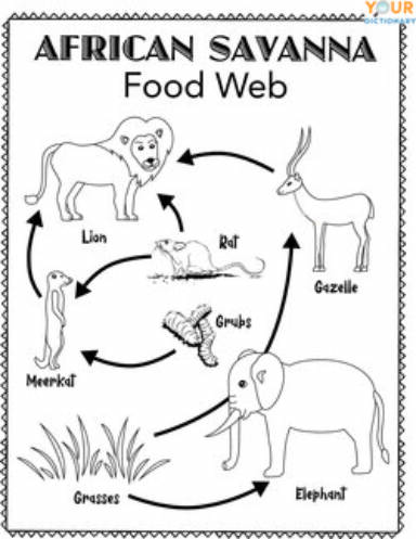 Food Chain Coloring Page ~ Coloring Pages