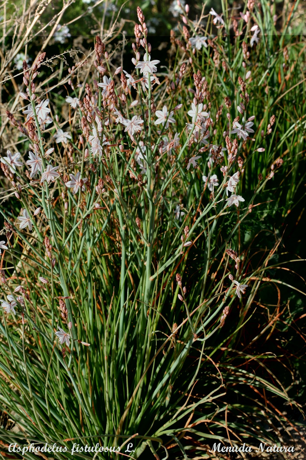 Menuda Natura: Asphodelus fistulosus L.