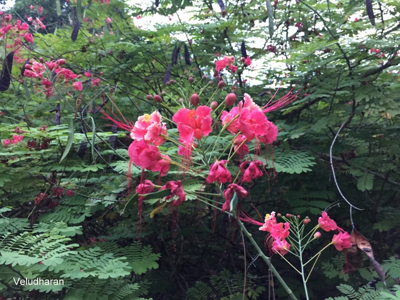 VELUDHARAN TEMPLES VISIT : The Natural Forest, Flora & Fauna, The Great ...