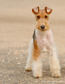 Lil' Dog Whisperer: The Wire Fox Terrier ~ Show Stopping Pooch