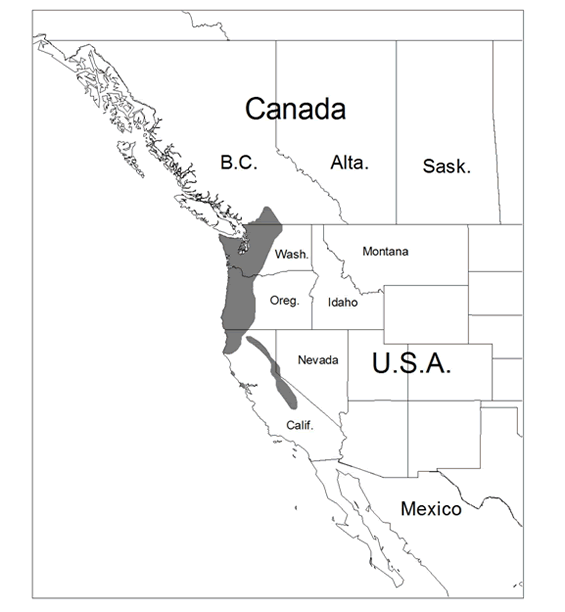 Group 10: Point Arena Mountain Beaver by Elizabeth Whisler