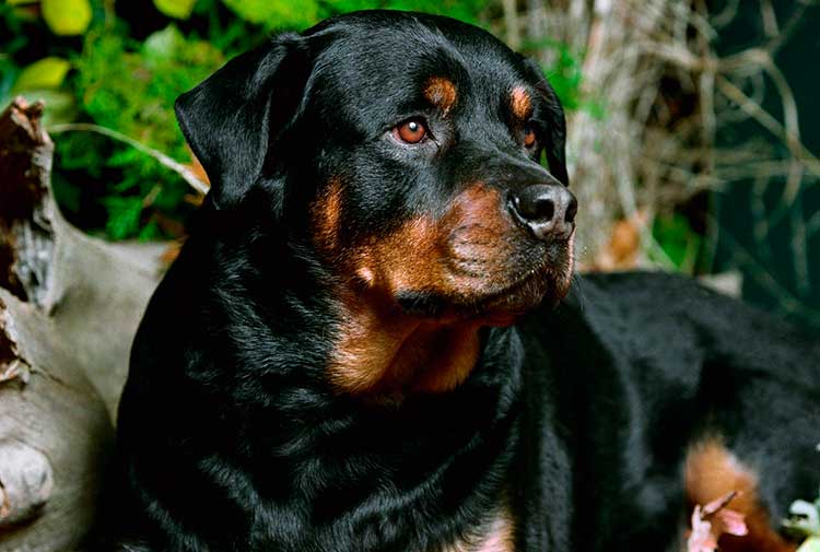 EADD TV / VIDEO CHANNEL: ROTTWEILER - El poderoso perro Moloso del ...