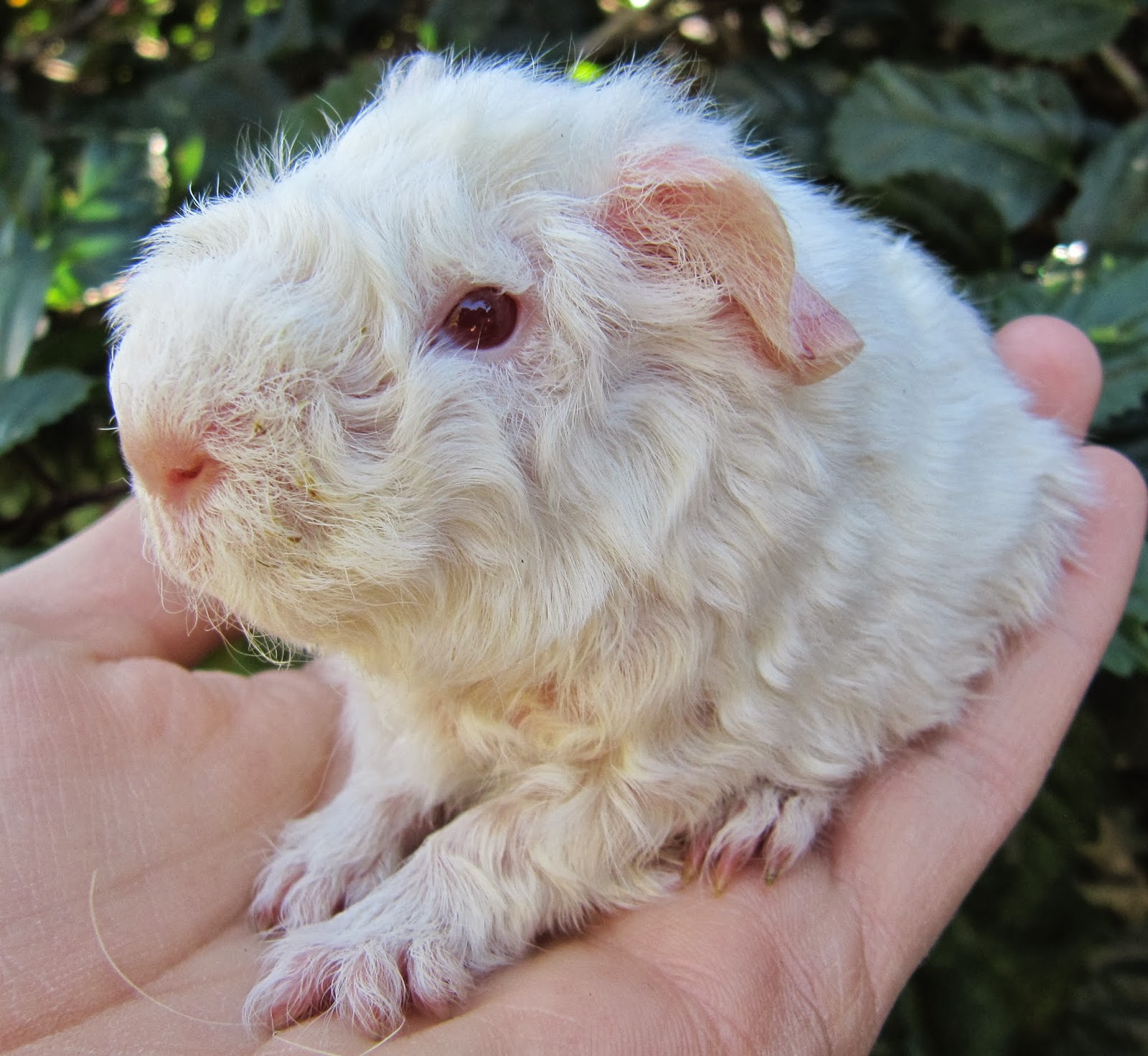 All Things Guinea Pig: My Girls