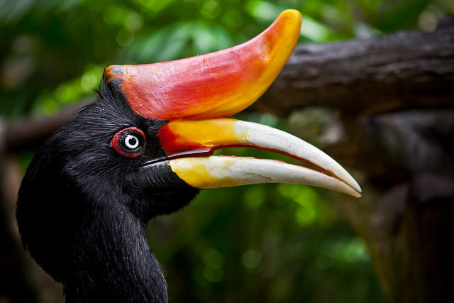 Mundo animal: Calau-rinoceronte