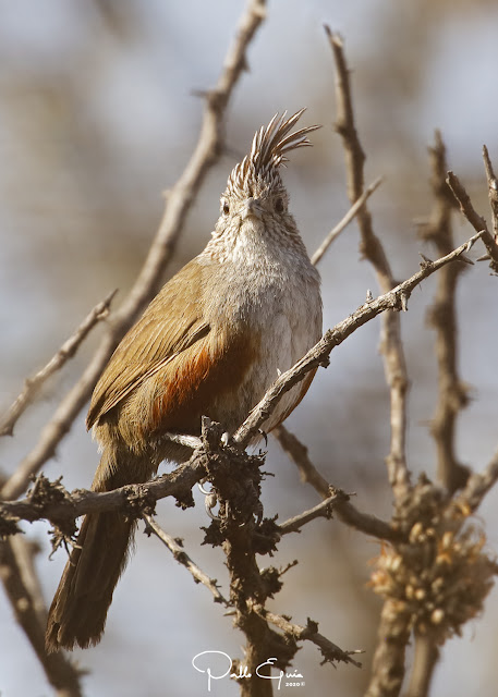 mis fotos de aves: Rhinocrypta lanceolata Gallito Copetón Crested Gallito