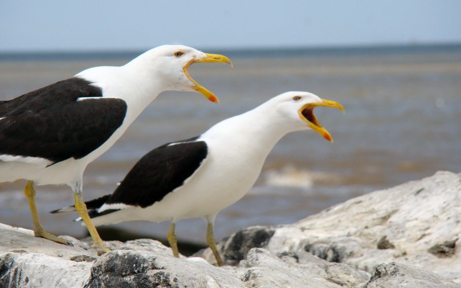 LA RIQUEZAS DE VIRU: FAUNA DE VIRÚ