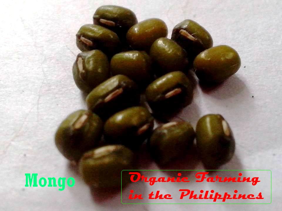 Organic Farming in the Philippines: Planting Season This January 2016