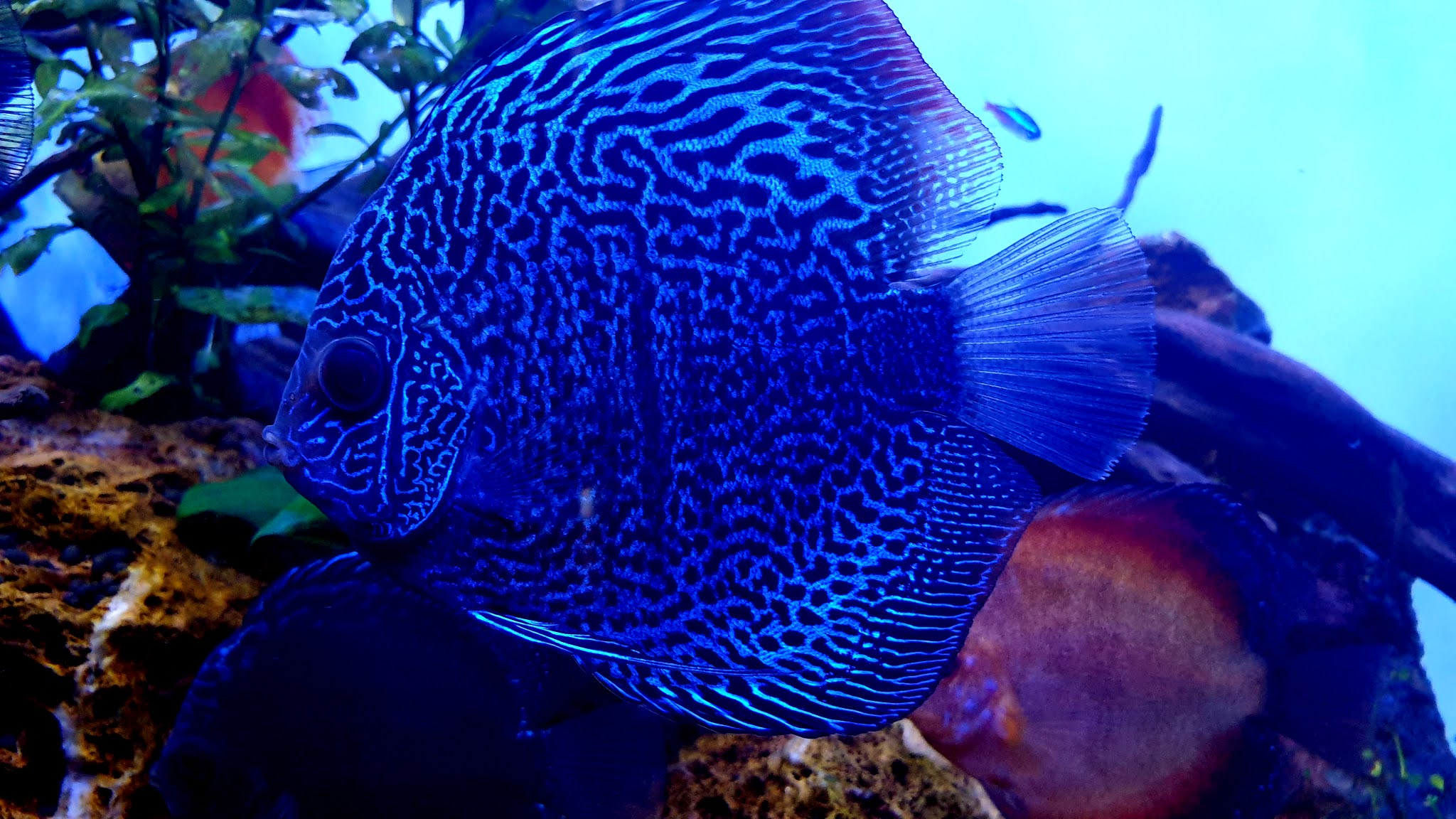 Discus Fish 4K HD Wallpapers