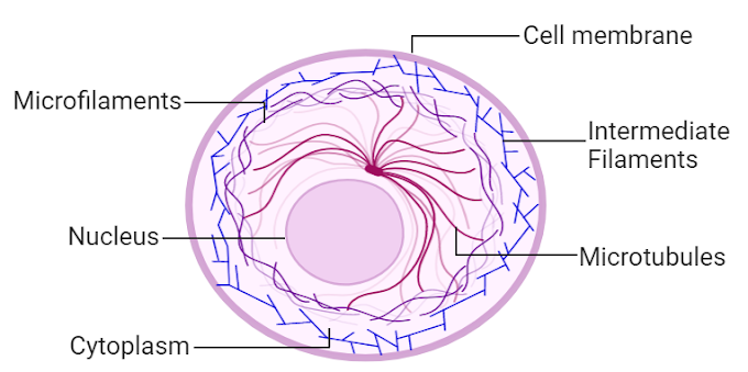 Structure of the Fungi | Hyphae | Mycelium | Spores | Septa | Rhizoids