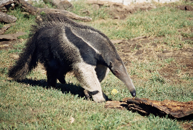 Anteater | The Biggest Animals Kingdom
