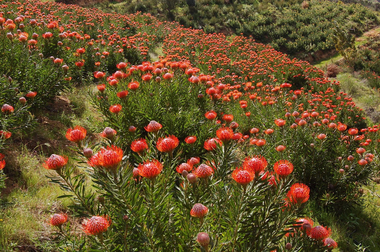 A Passion for Flowers: Springtime in the Leucospermum Fields