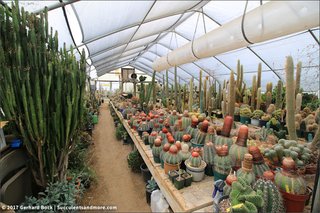 Field trip to Poot's Cactus Nursery (part 1)