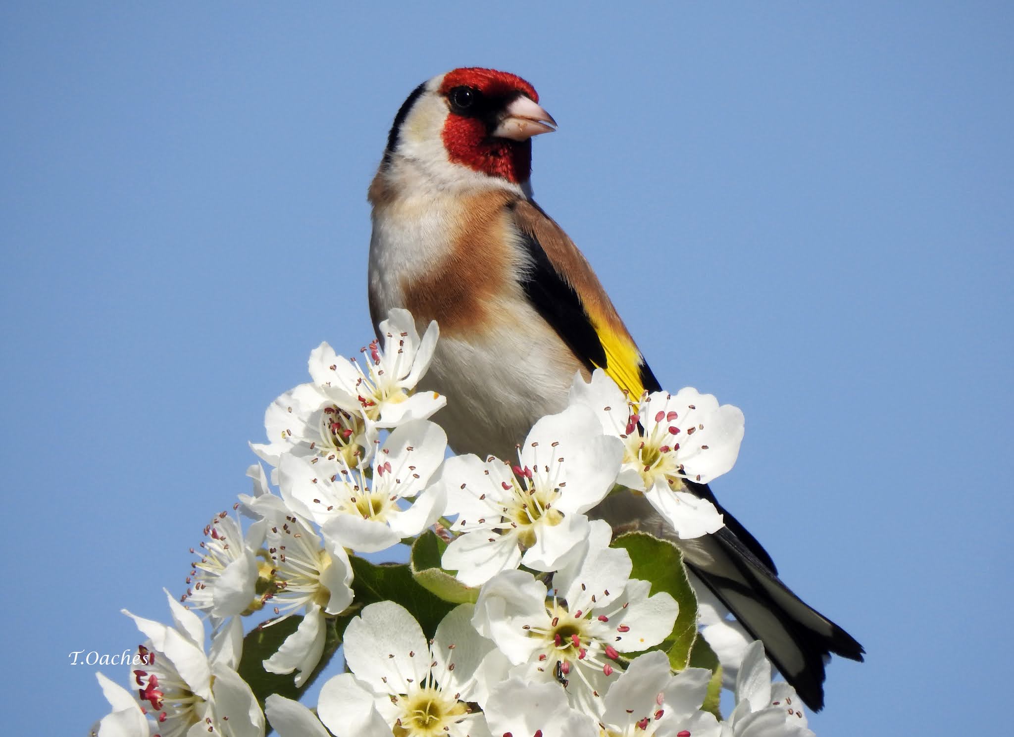 PASARI DIN ROMANIA: STICLETE(1), Carduelis carduelis