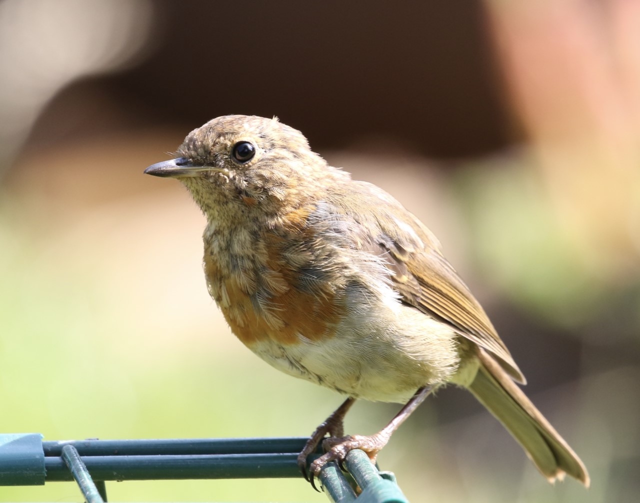 NI Bird Pics: Robin & Meadow Pipit - Juliet Fleming.