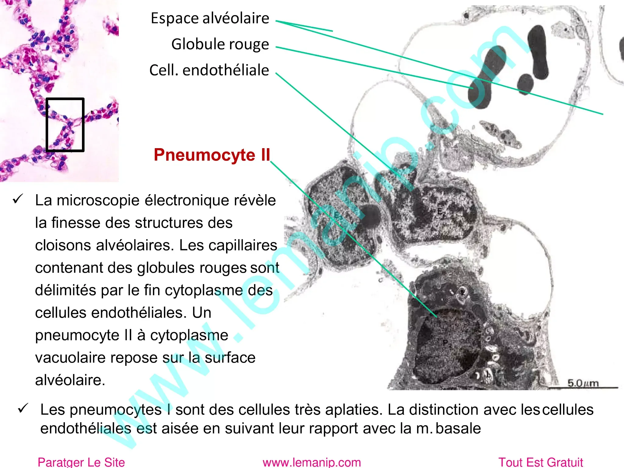 Histologie De L'appareil Respiratoire