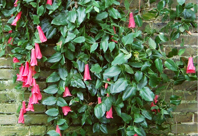Plantas y flores: Lapageria rosea