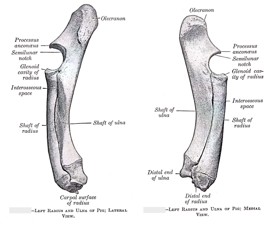 Radius Bone In Animals