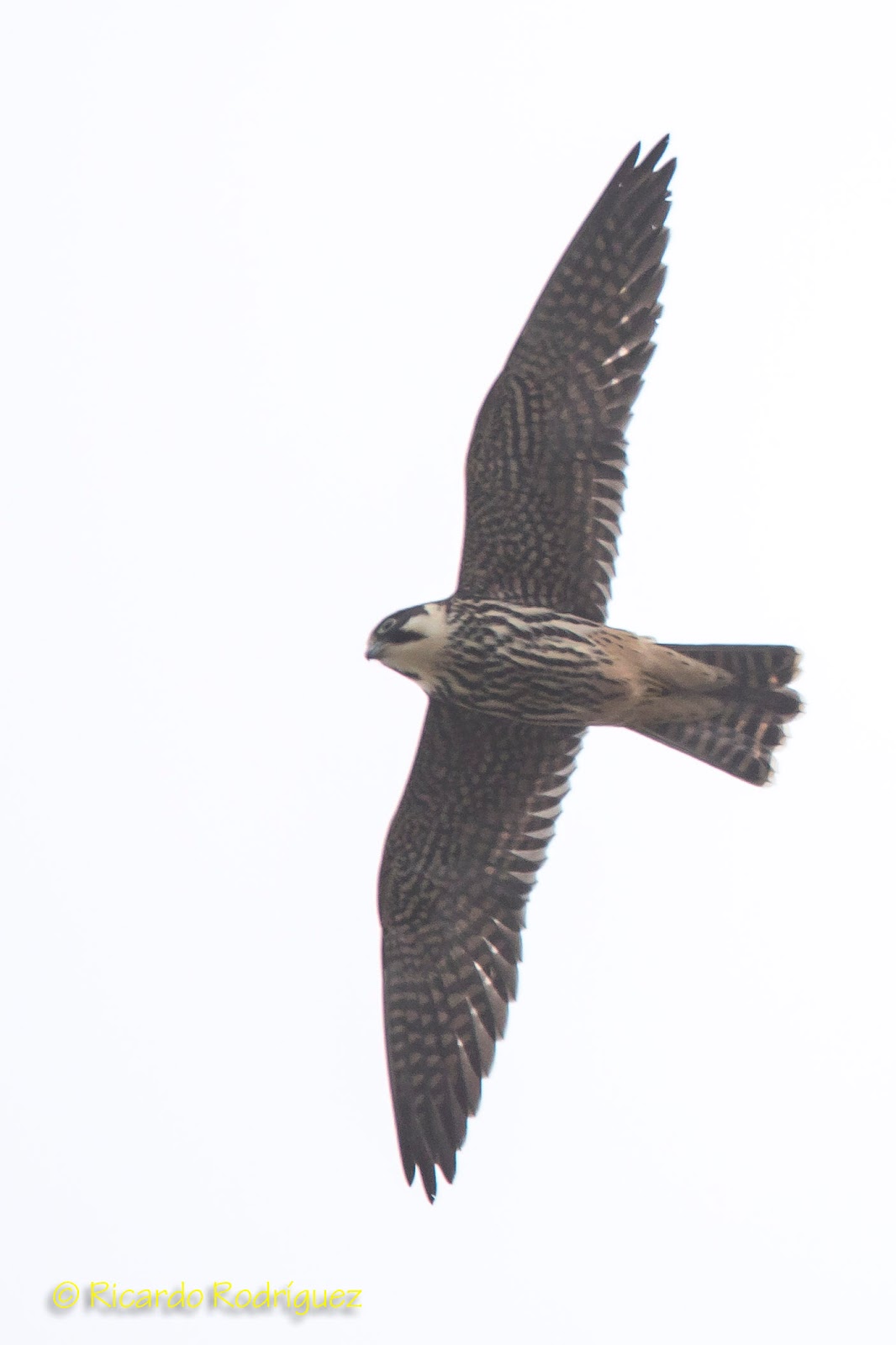 Aves Ricardo Rodriguez: Esmerejón (Falco columbarius)