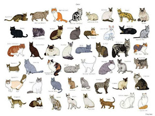 A Look At Cat Breeds