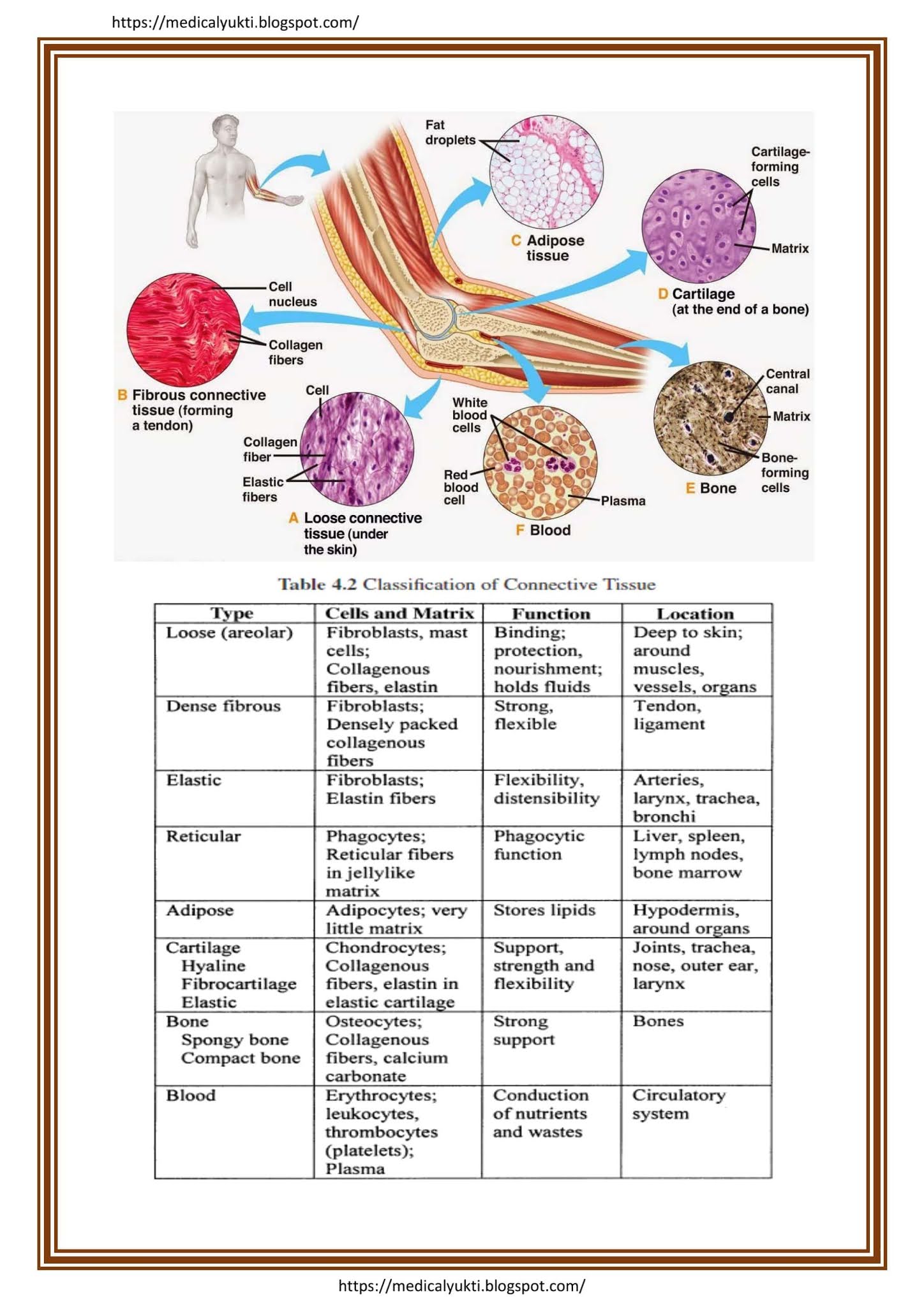 ELEMENTARY TISSUES OF THE BODY - Medical Yukti