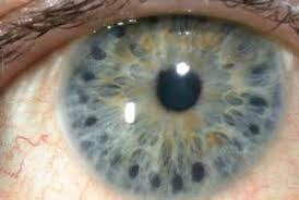 GLAUCOMA SPECIALIST BLOG: "THE GLOG"