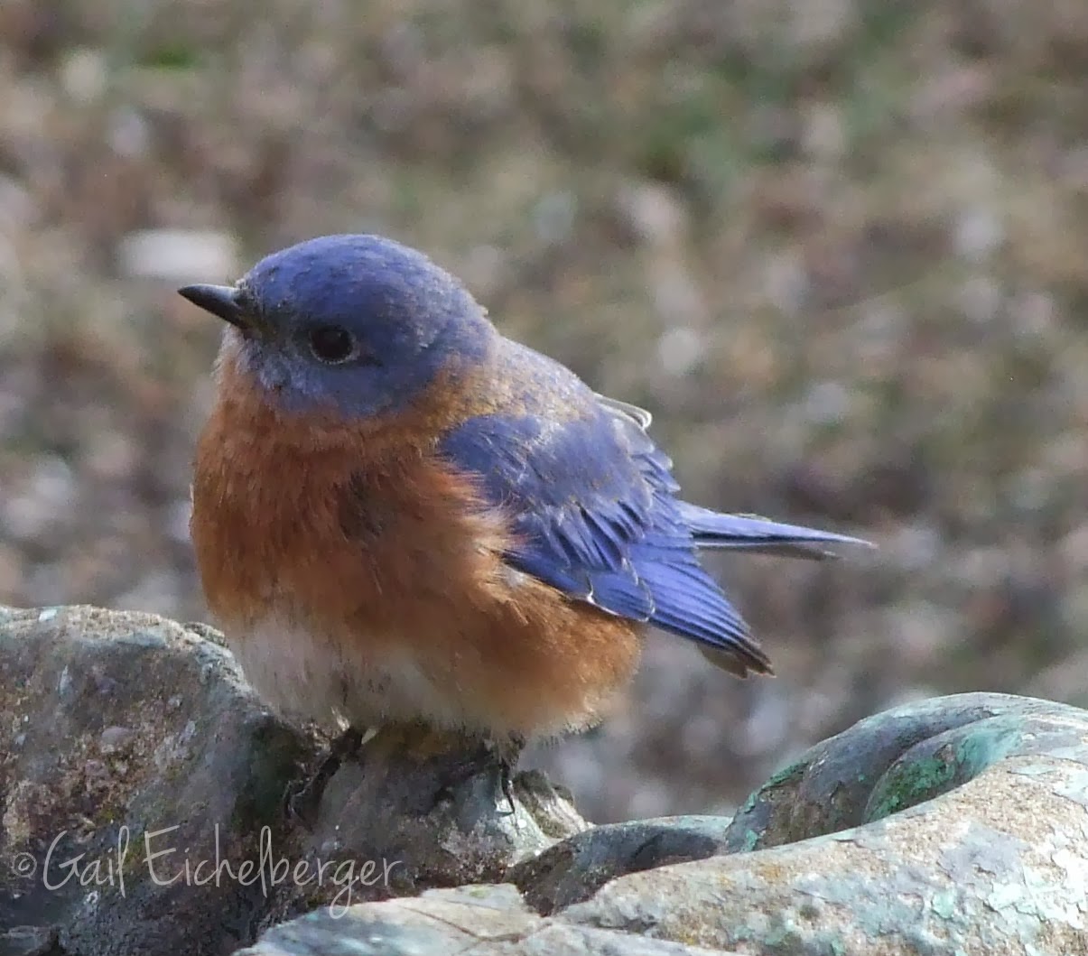 clay and limestone: Bluebirds in the garden