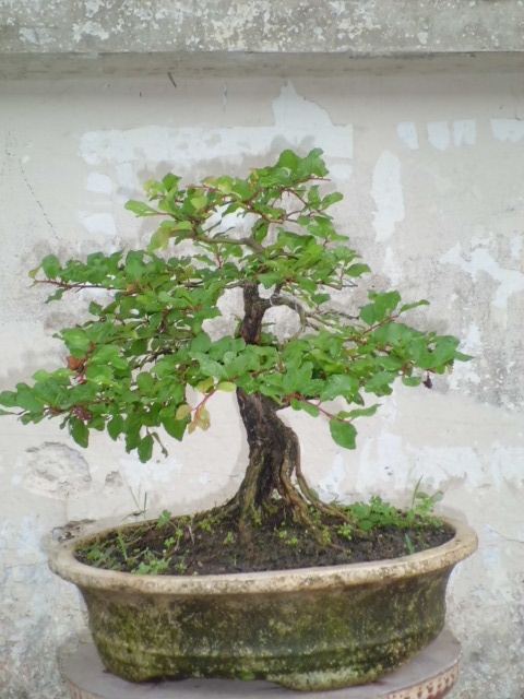 Mengenal Bonsai Rukem (Flacoutia indica Vs Flacourtia rukam) dan ...