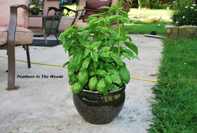 Want epic Basil? Grow it in pots! - Feathers in the woods