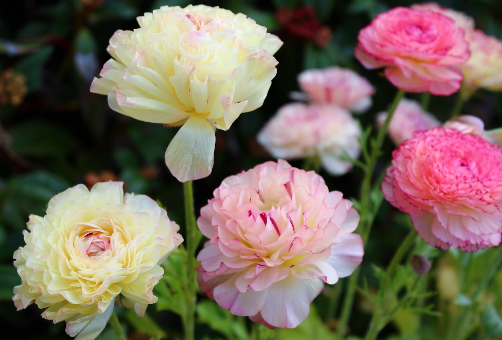 Roses du jardin Chêneland: Renoncule, culture, plantation ...