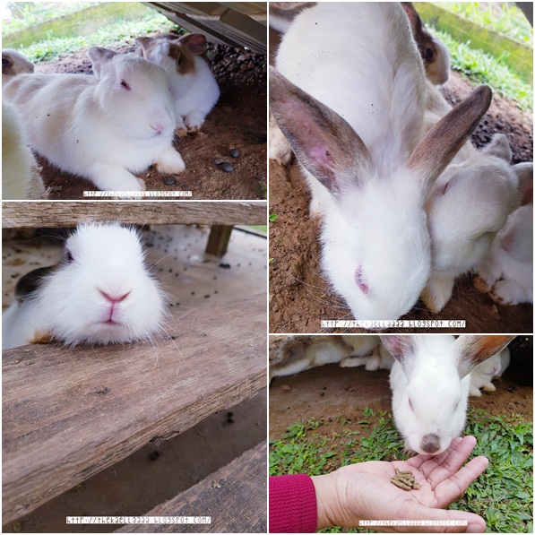 Ranau Rabbit Farm