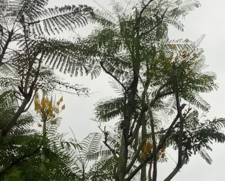 Bibit solobium: Mengenal tanaman solobium