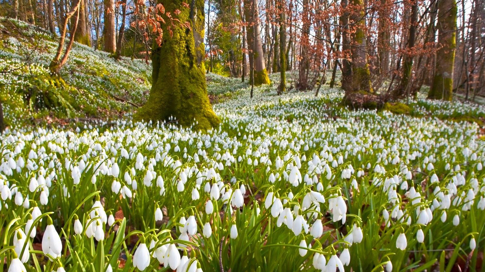 Csukás István: Tavaszi vers