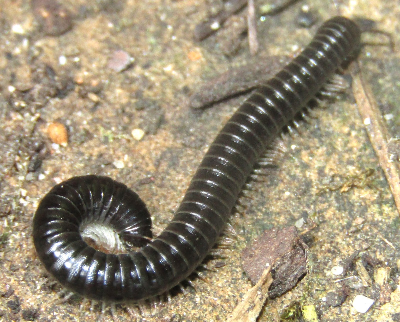 The Symmetrical Patch