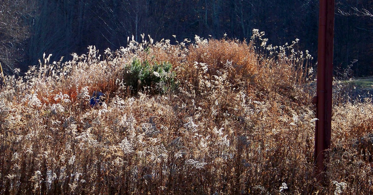 Outside Clyde: Bloom Day Vortex