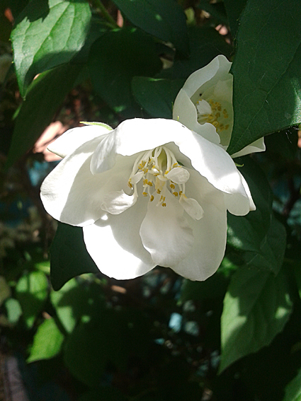 Filadelfo - Philadelphus - 25mq-di-verde