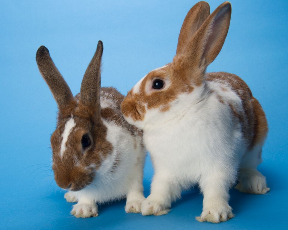 Awesome Rabbits Bunnies