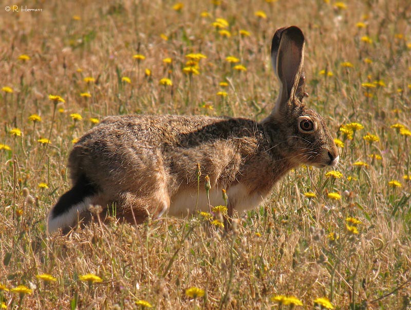 fotosricardo-h: LIEBRE IBÉRICA - Iberian hare or Granadian hare