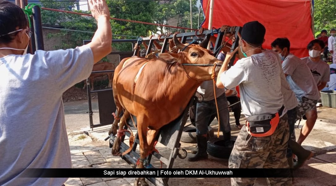 Inovasi Alat Perebah Sapi Buatan DKM Al-Ukhuwwah