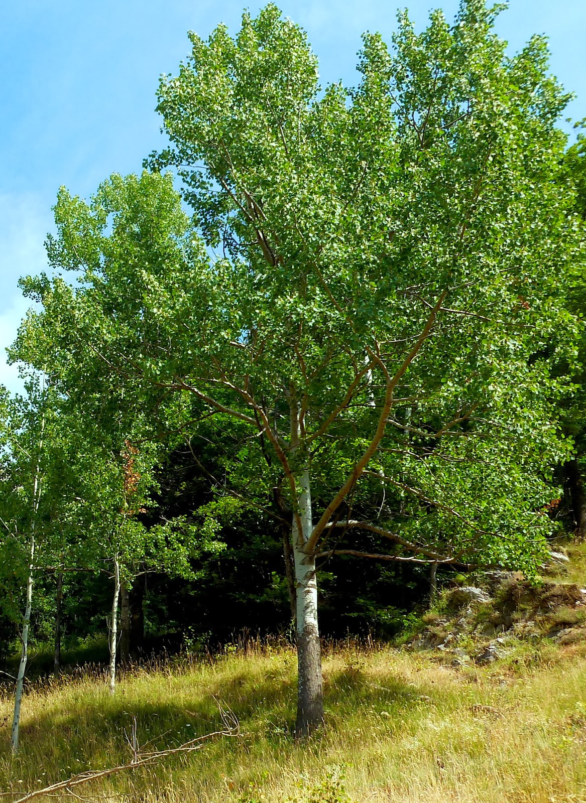 Árboles con alma: Álamo temblón. Trèmul. (Populus tremula)