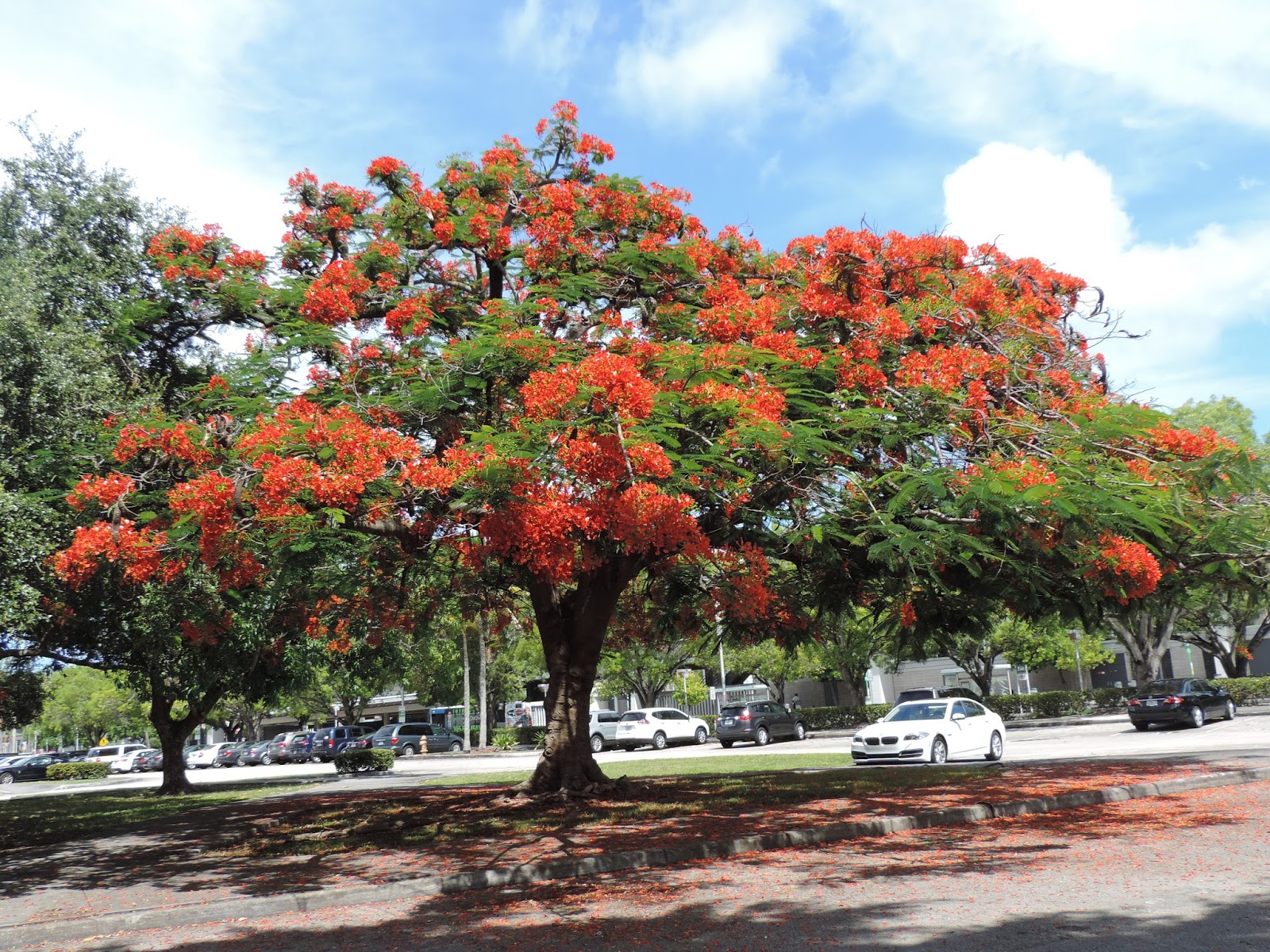 Bonao Internacional: GALERIA : LA IMPONENTE BELLEZA ESCENICA DEL ARBOL ...