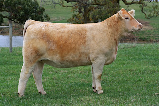Holtkamp Cattle Co: Yellow Jacket bred heifer selling in Rising Stars.