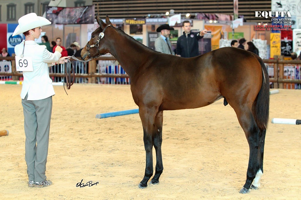 Just a Dream Quarter Horses Breeding