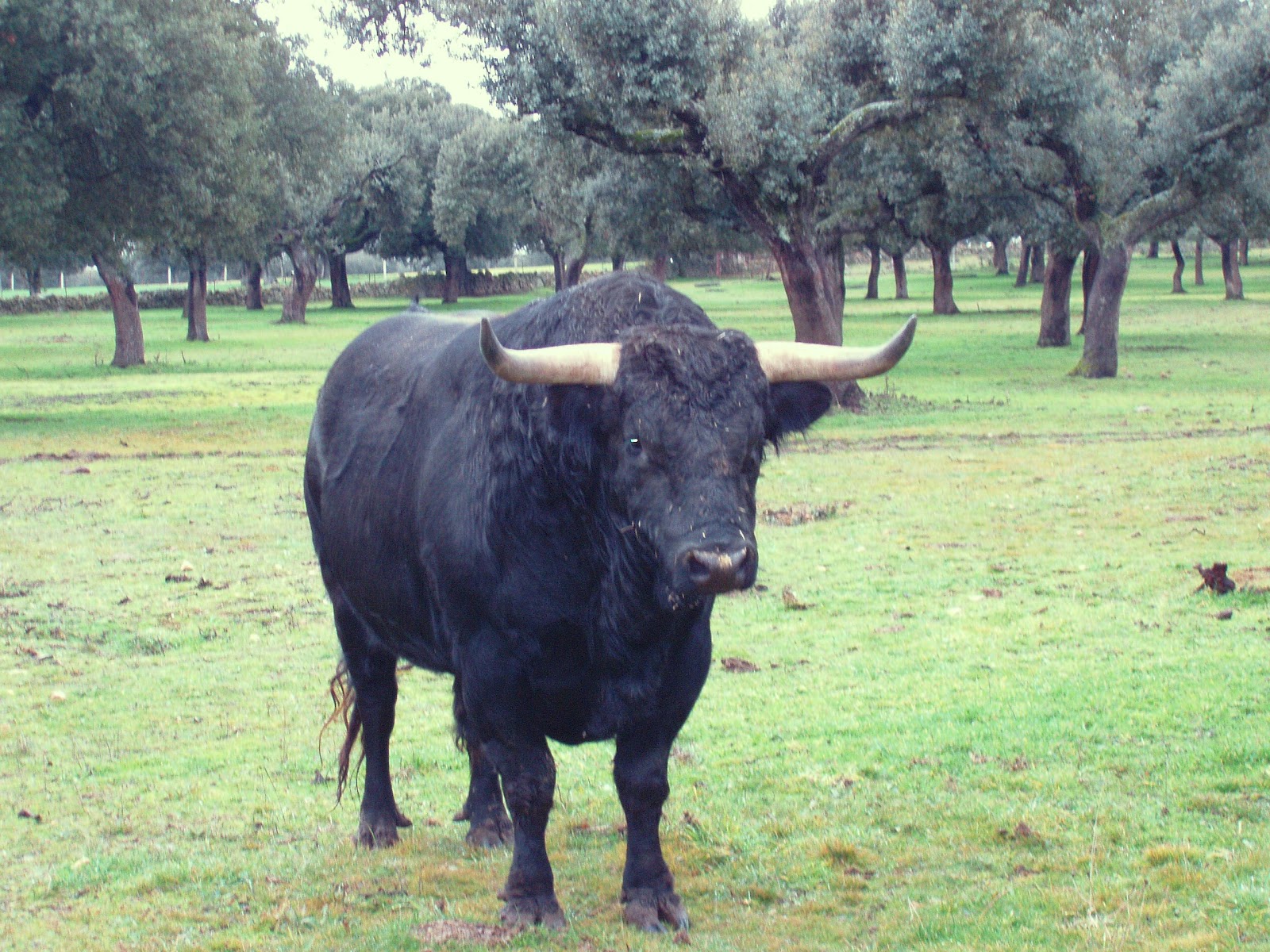 La Tauromaquia en Tarifa: HOY TOCA HABLAR DE CORNADAS.
