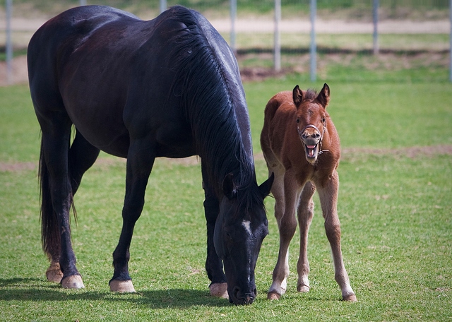 The Mane Point: Equestrian terms: What is a broodmare?