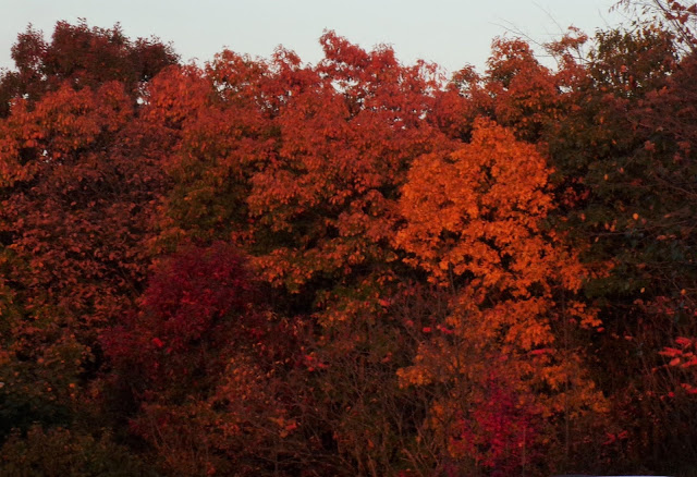 DEBBIE-DABBLE BLOG: Nelson Crest at Halloween, 2020