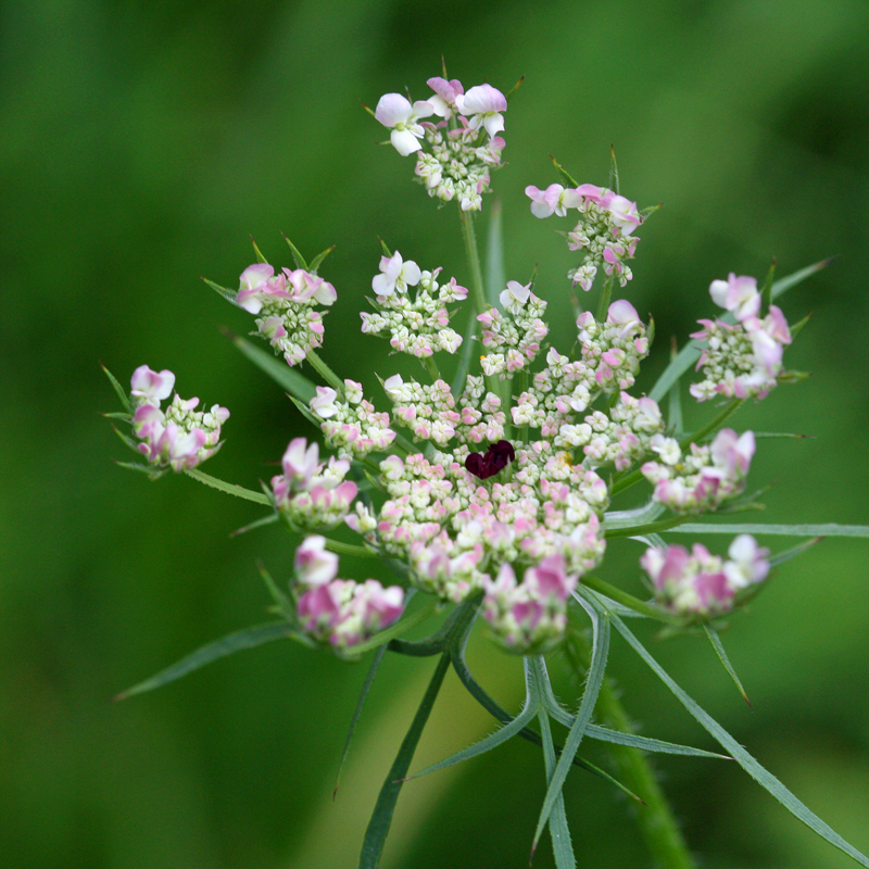 moments de partage: Fleurs de carottes sauvages...