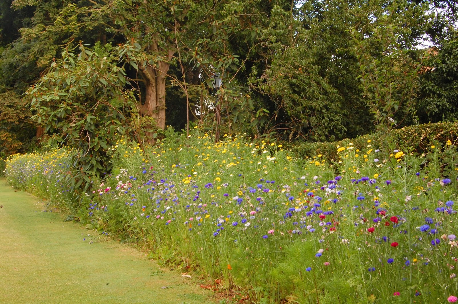 Worcester College Gardeners 2009-2018: Wildflower Strip