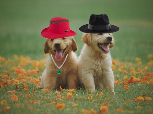 ANIMALS TIME : The best 10 Dogs edited pics (las 10 mejores fotos ...